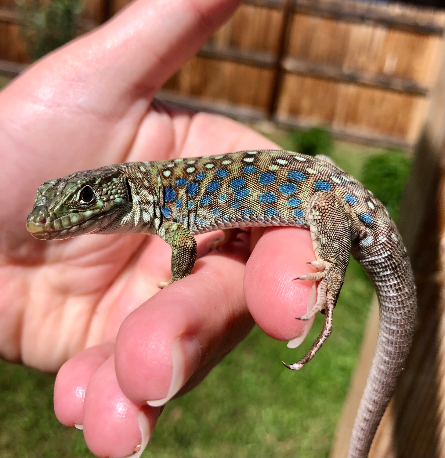 Jeweled Lacerta (Timon Lepidus) More Lizard by Riverwood Reptiles ...