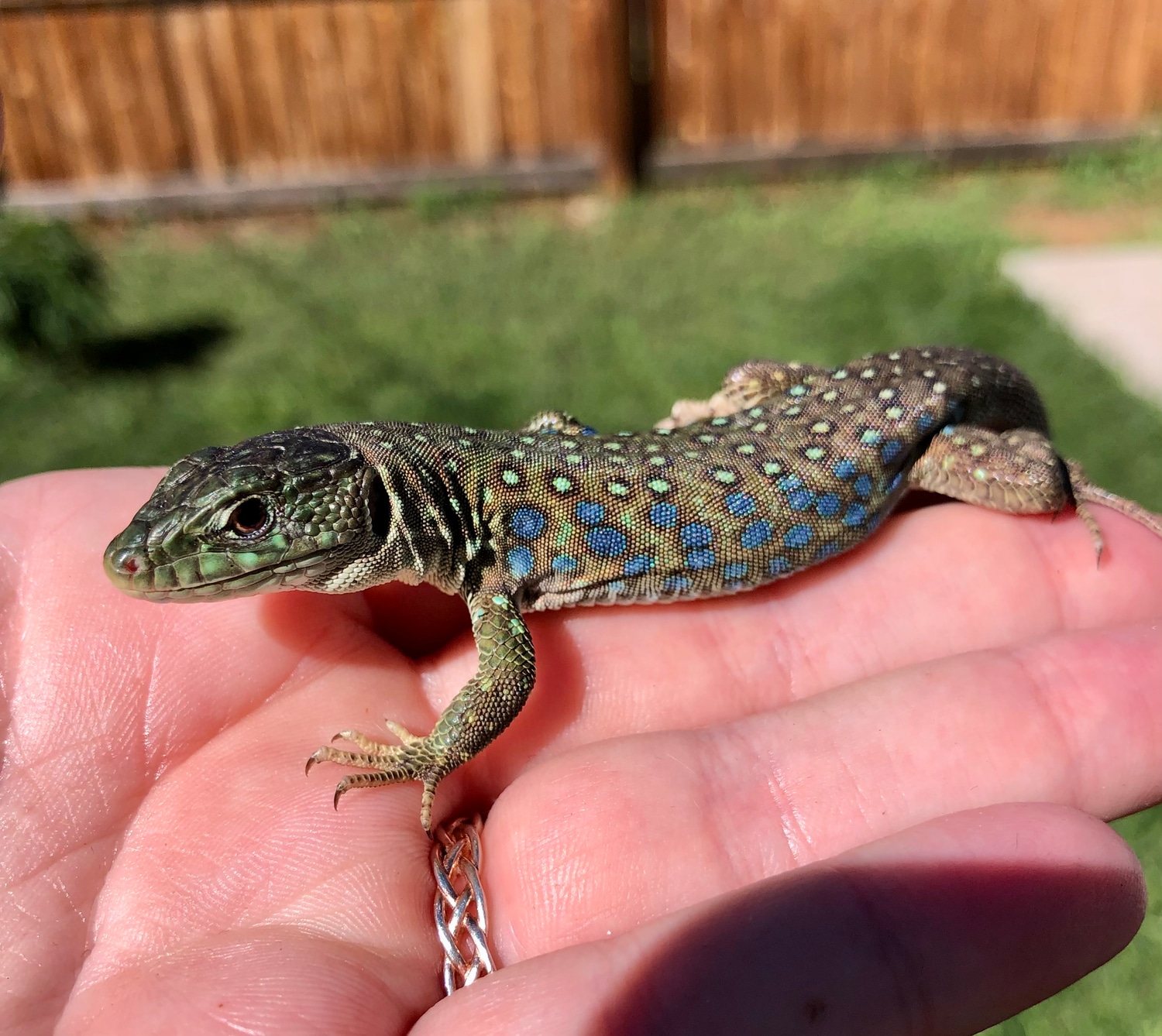 Jeweled Lacerta (Timon Lepidus) by Riverwood Reptiles - MorphMarket
