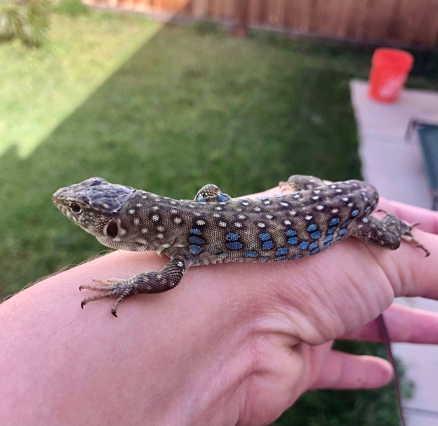 Jeweled Lacerta (Timon Lepidus) More Lizard by Riverwood Reptiles ...