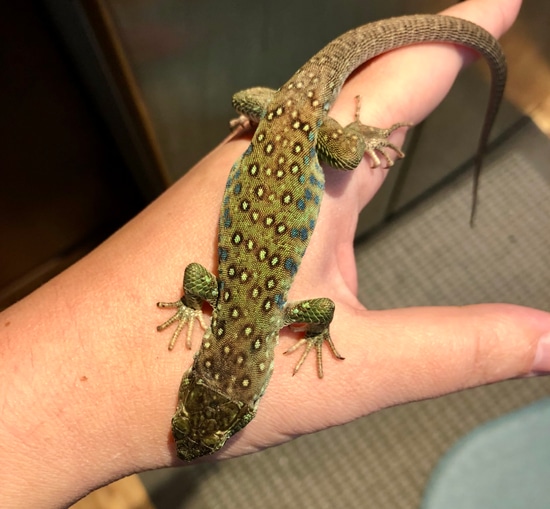 Jeweled Lacerta (Timon Lepidus) by Riverwood Reptiles