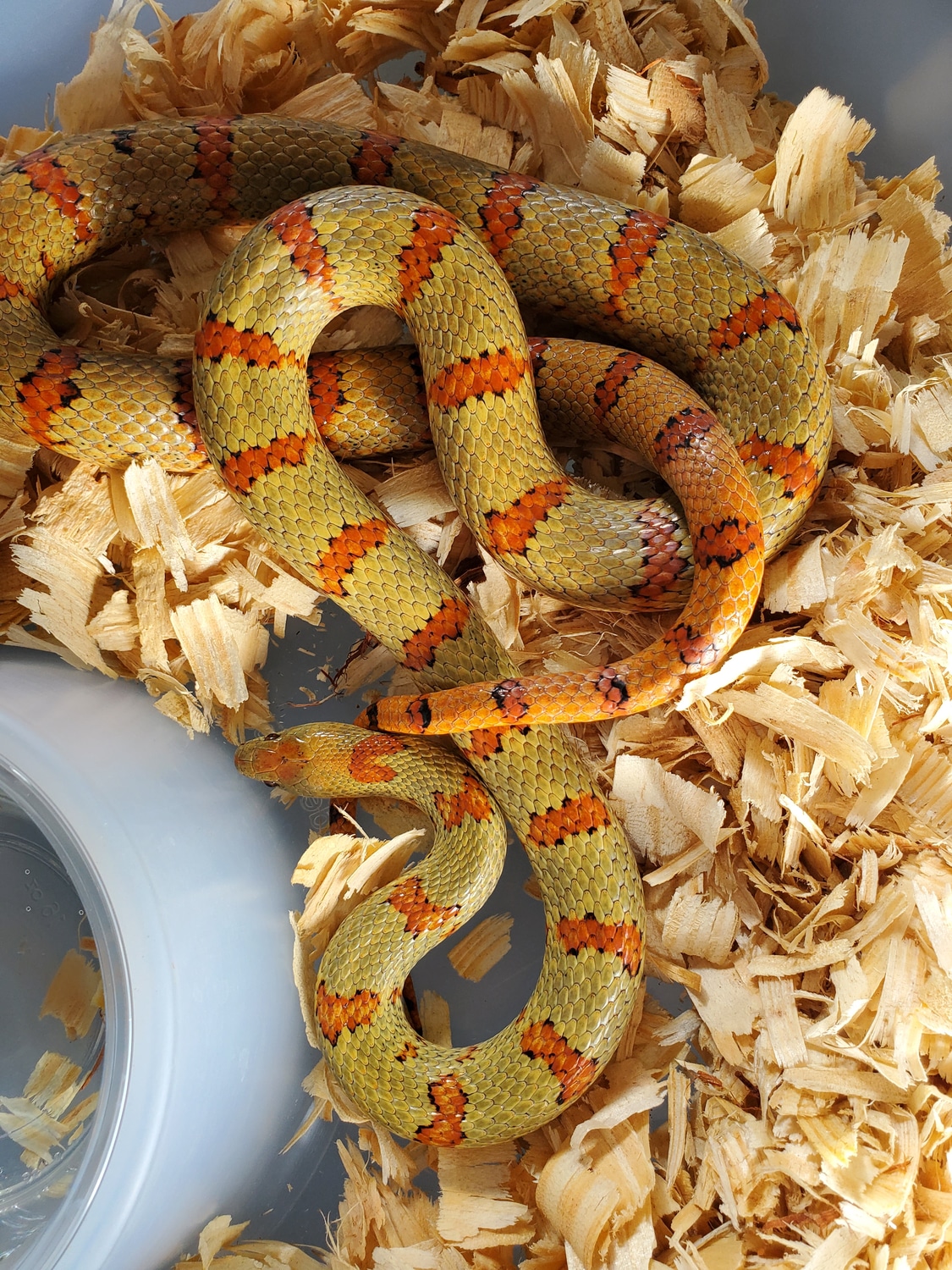 Variable Kingsnake (VR/EarthTone) Nuevo Leon Kingsnake by King of Kings ...