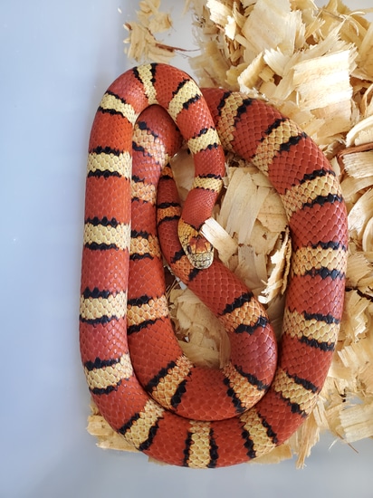 Variable Kingsnake (VR Strain MSP) Nuevo Leon Kingsnake by King of ...