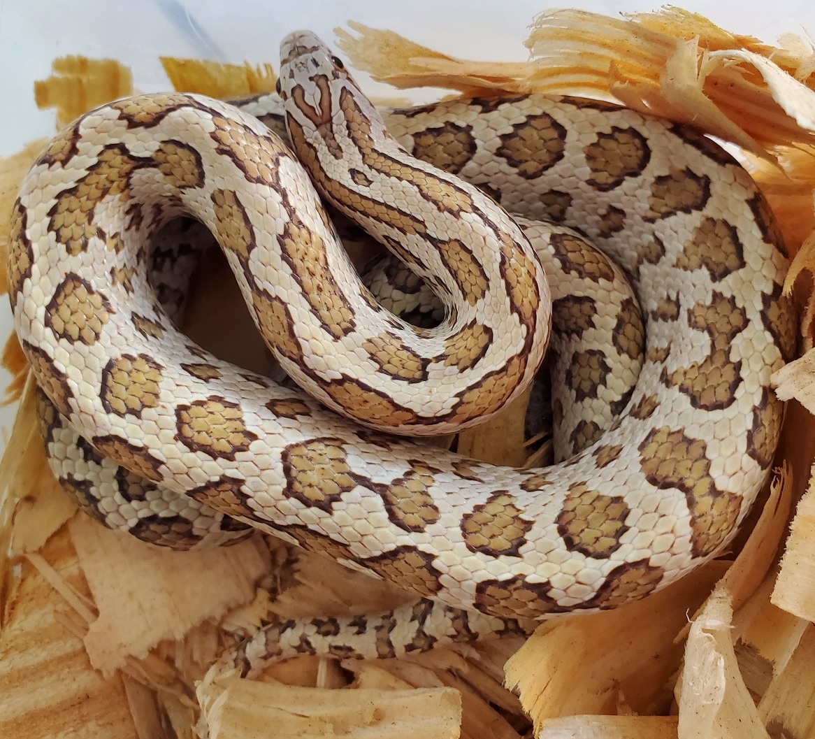 Hypo, Het Albino Prairie Kingsnake by King of Kings Reptiles - MorphMarket
