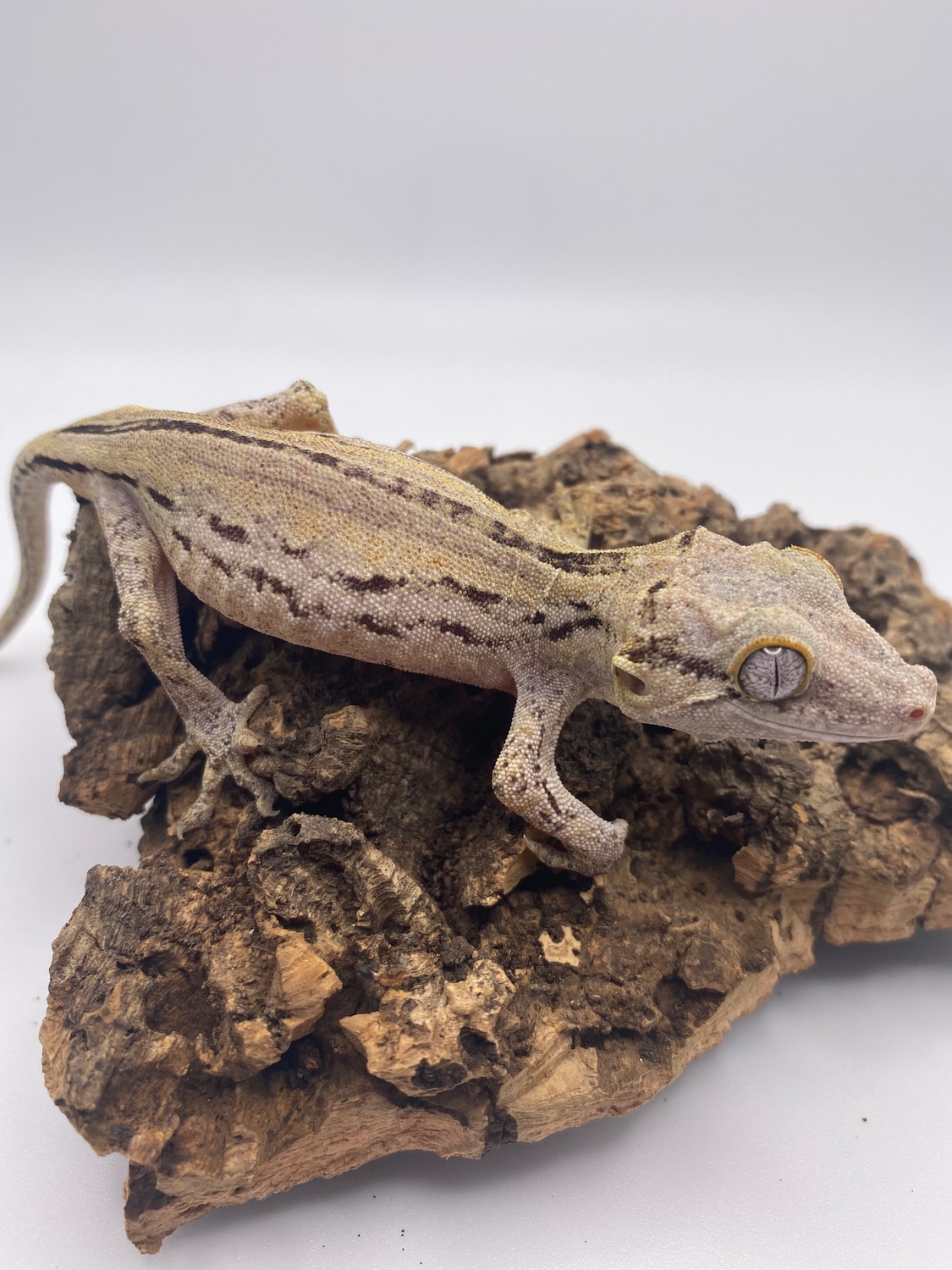 Gargoyle Gargoyle Gecko by Parthemore Exotics - MorphMarket
