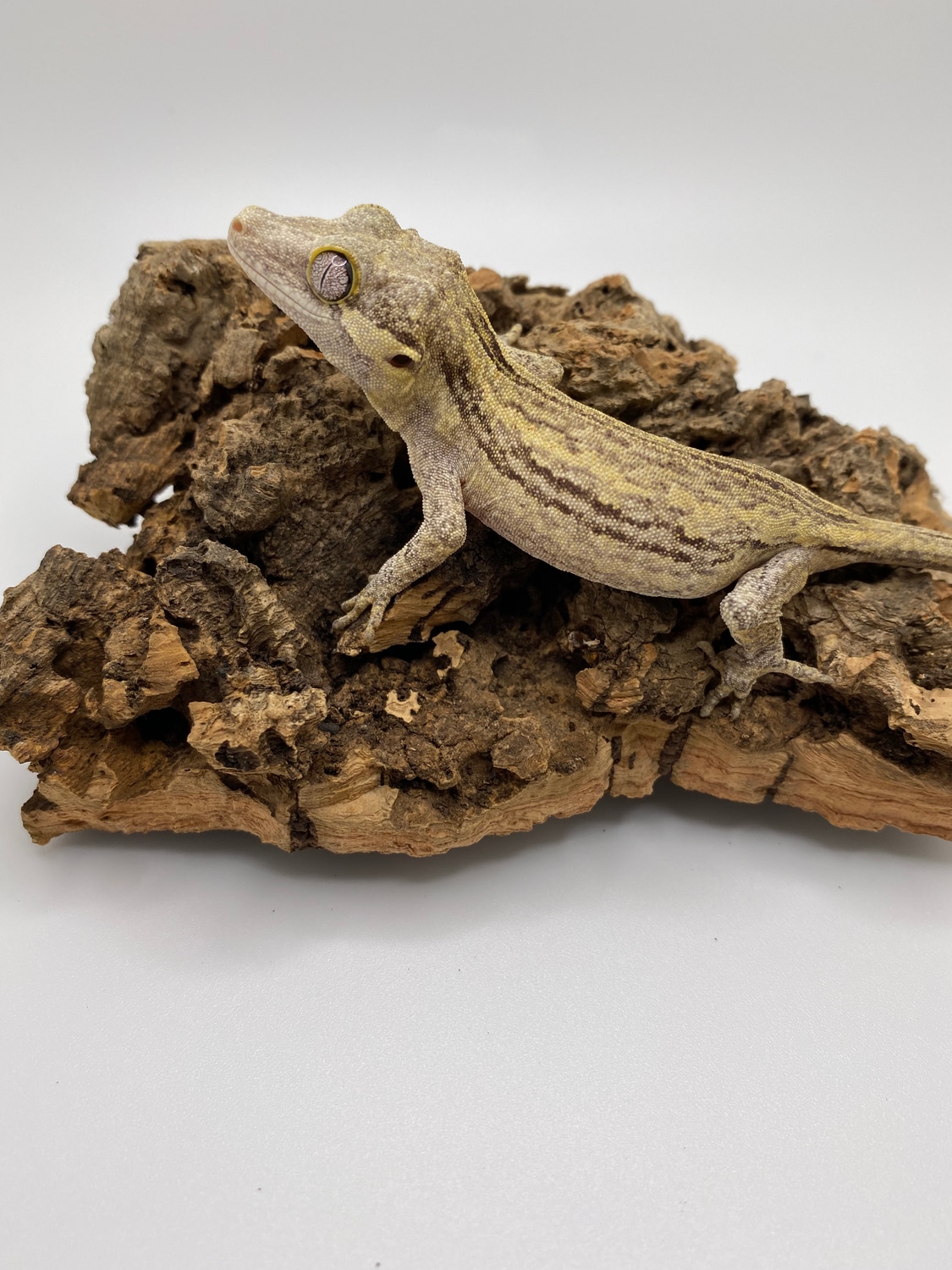 Yellow Stripe Gargoyle Gecko by Parthemore Exotics - MorphMarket