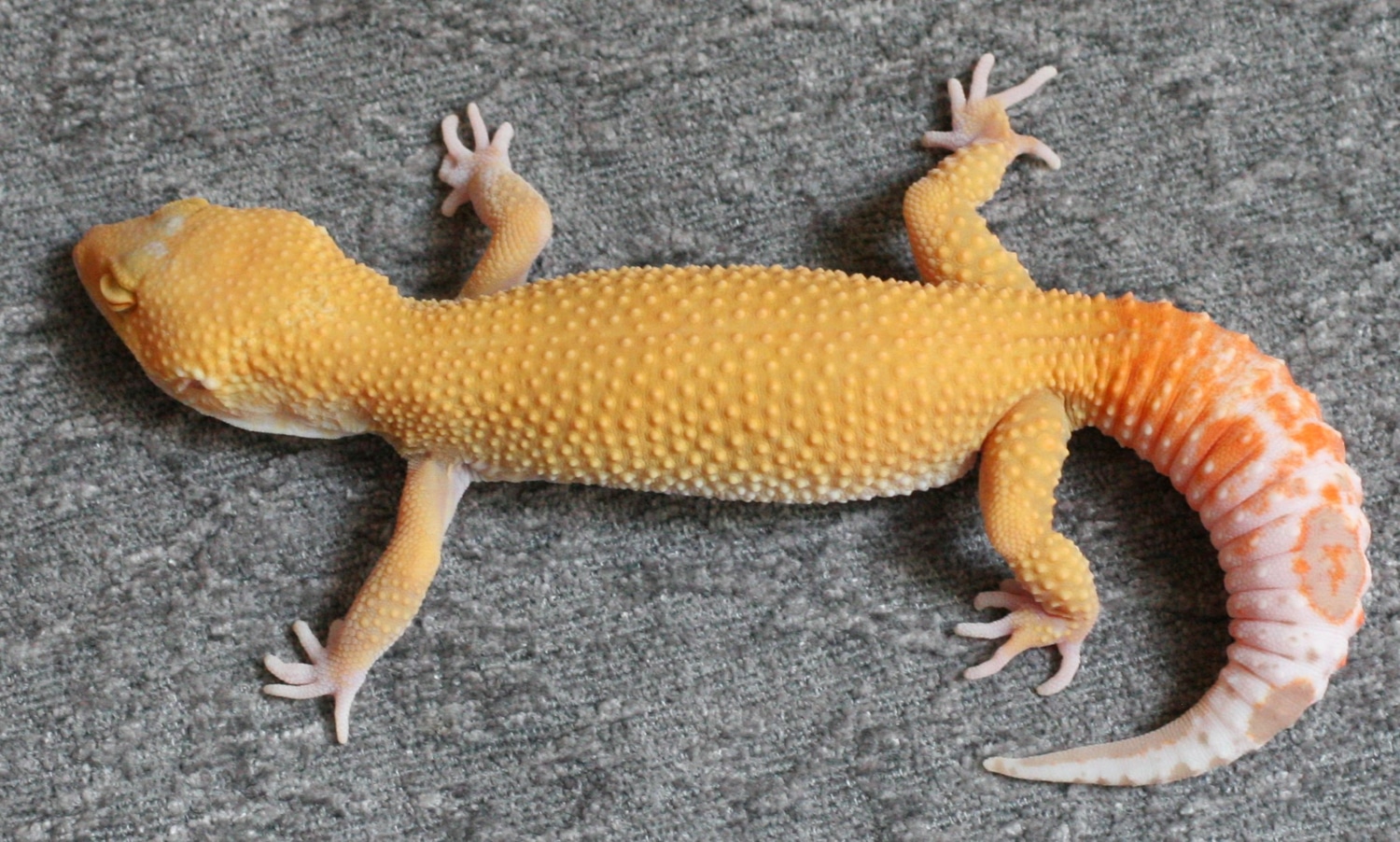 GGG Sunglow RAPTOR Leopard Gecko by Paris Reptiles - MorphMarket