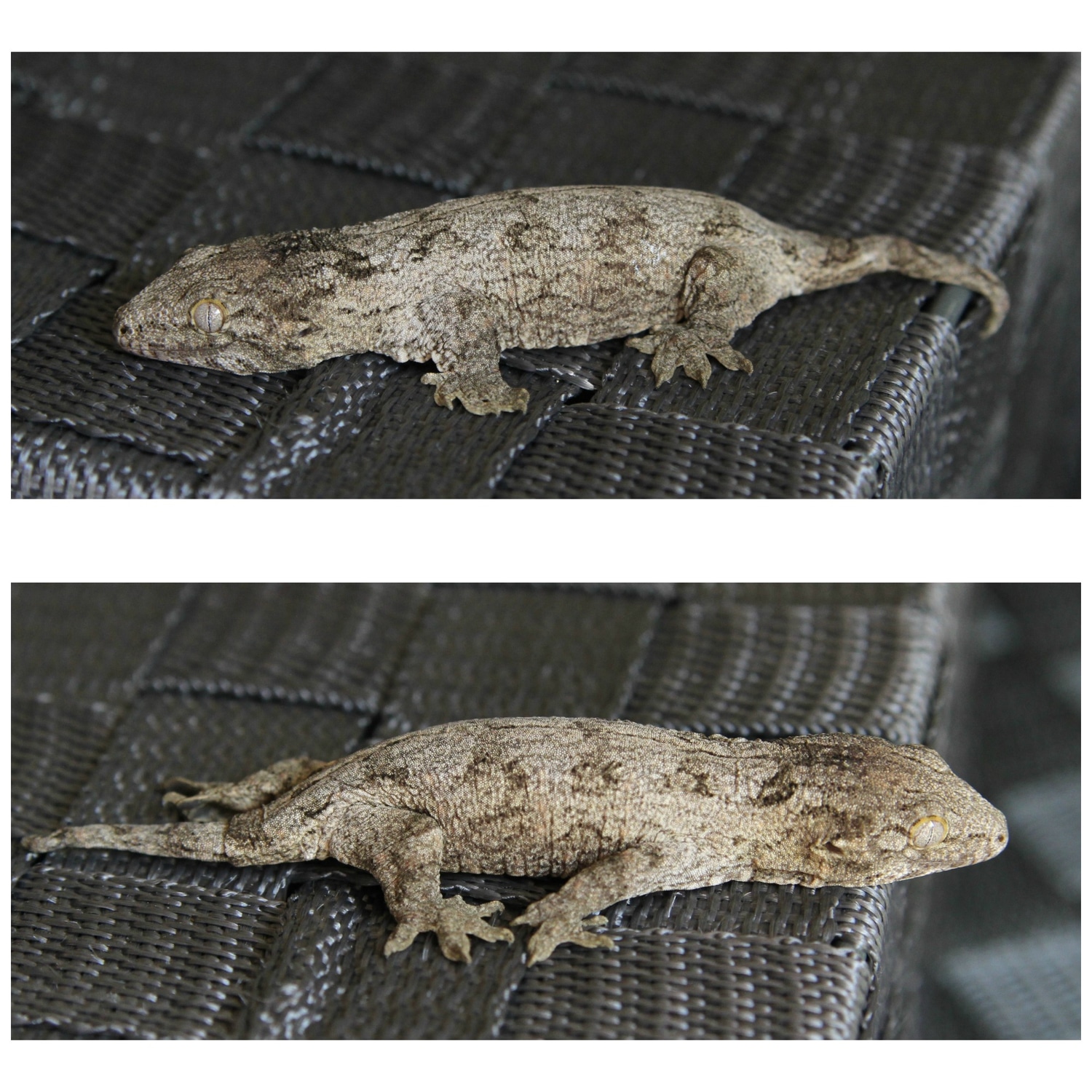 TSM Mixed Locale Leachie Leachianus Gecko by Paris Reptiles - MorphMarket