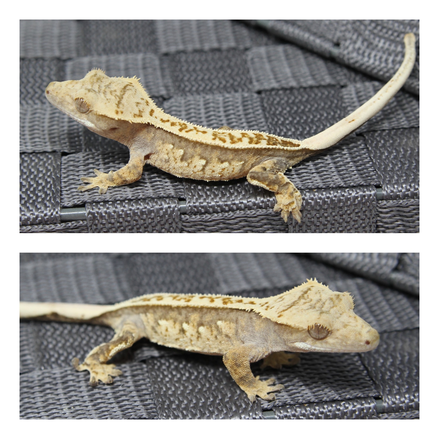 Lavender Tri-color Pinstripe Harley Crested Gecko by Paris Reptiles ...