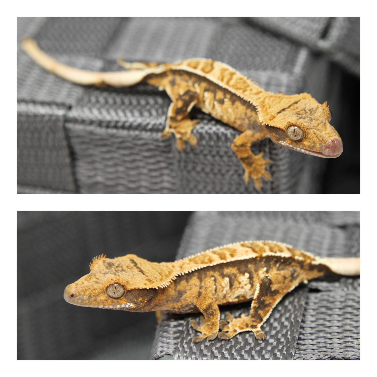 Partial Pinstripe Harlequin Tri-color Crested Gecko by Paris Reptiles ...