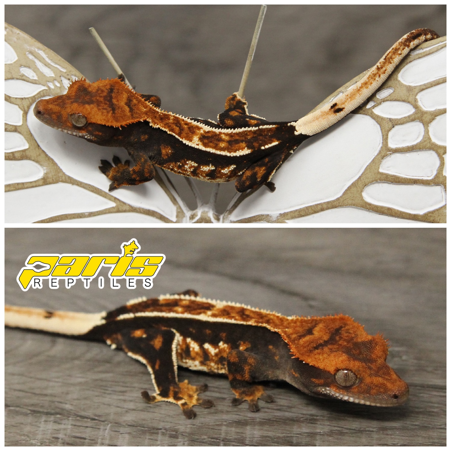 Dark Tricolor Partial Pinstripe Crested Gecko by Paris Reptiles ...