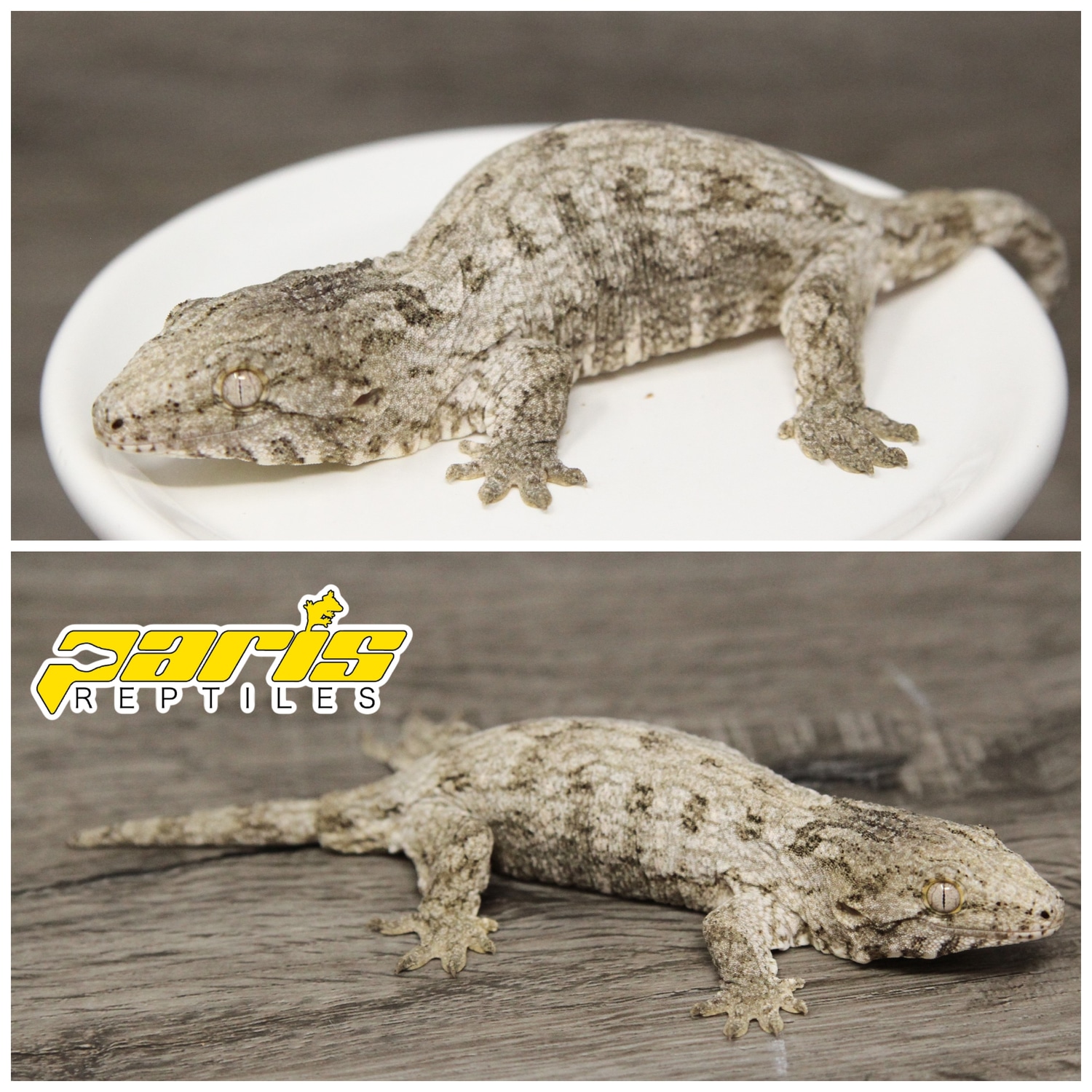 Mixed Locale Male Leachianus Gecko by Paris Reptiles - MorphMarket