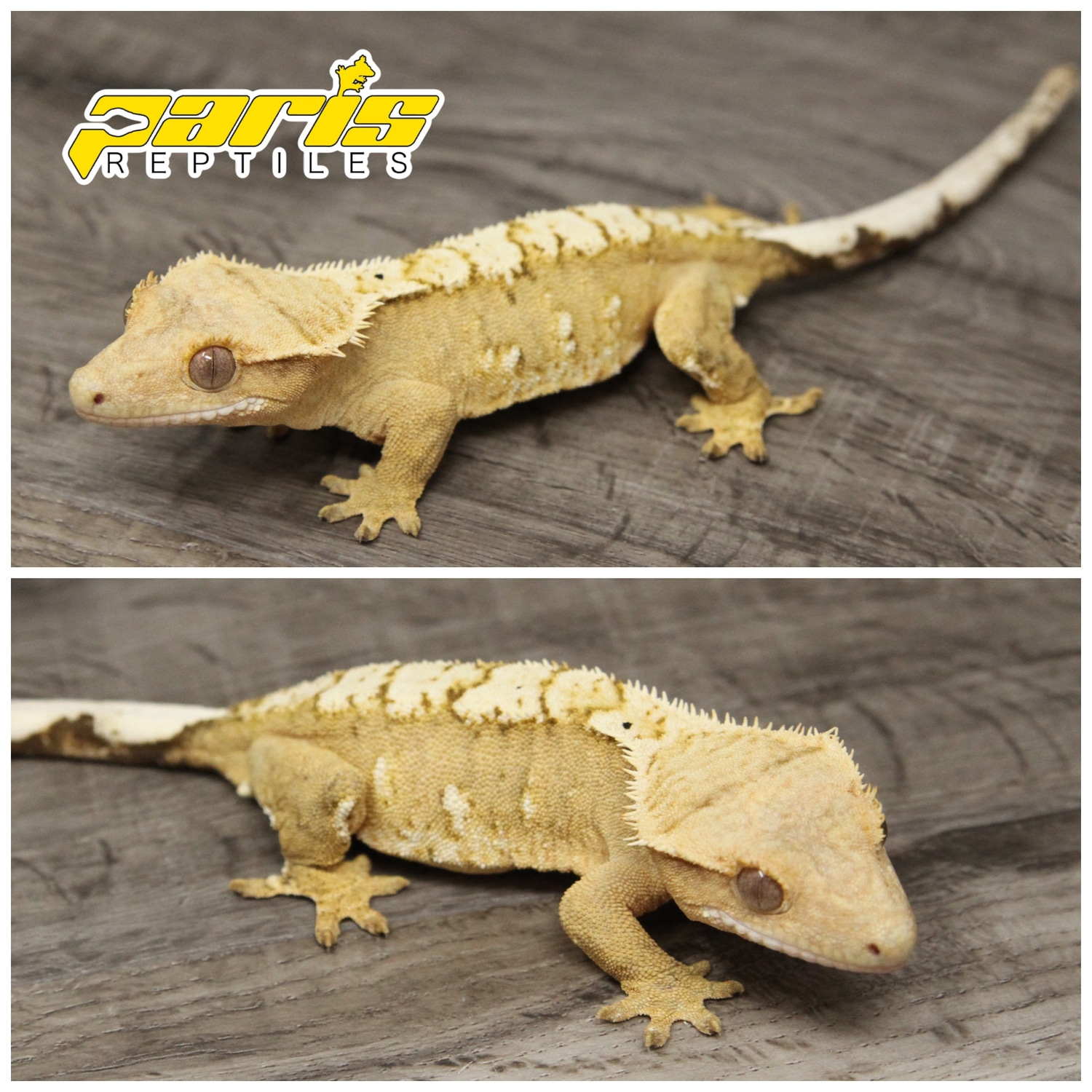 Yellow Flame Crested Gecko by Paris Reptiles - MorphMarket