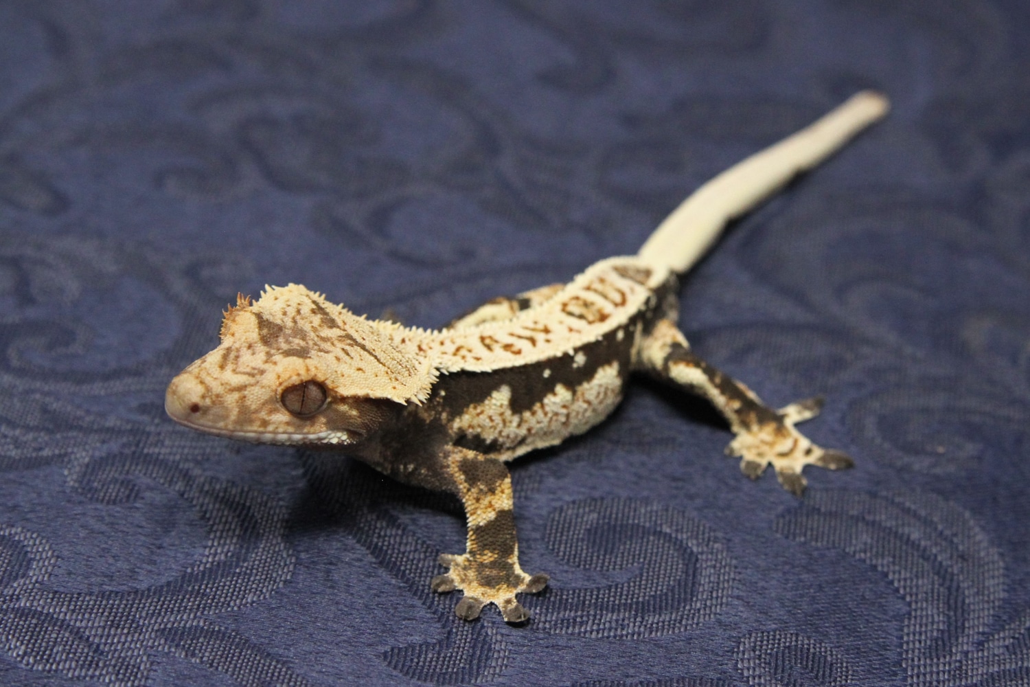 Creamy Whitewall Partial Pinstripe Crested Gecko by Paris Reptiles ...