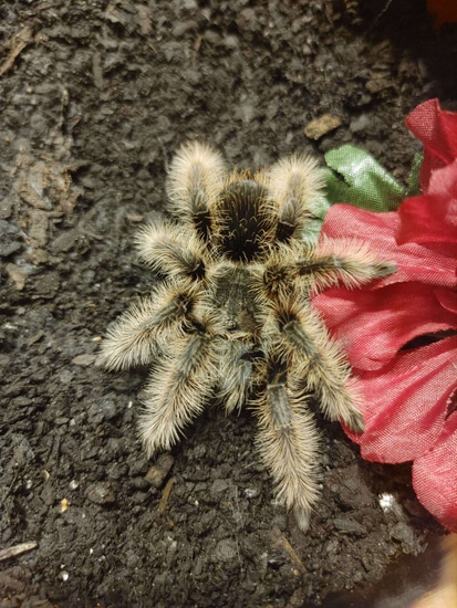 T. Albo Tarantula by TRD Reptiles