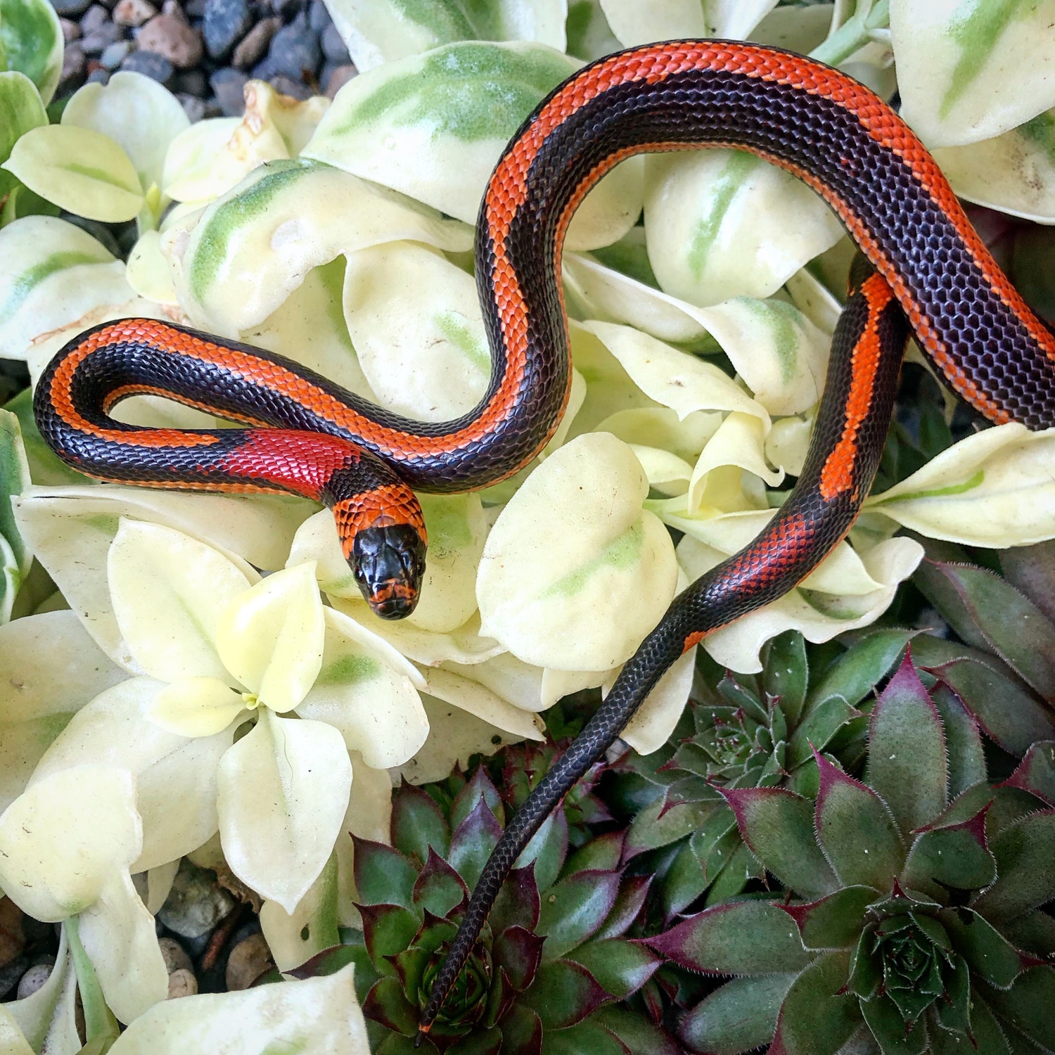 Male Imperial Milksnake Pueblan Milk Snake by Parker's Ark LLC ...