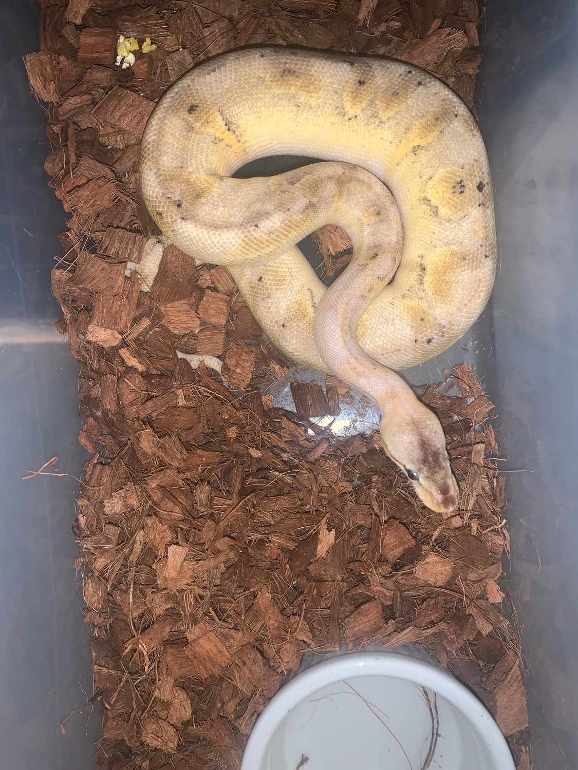 Champagne Enchi Pastel Ball Python by PC Creation - MorphMarket