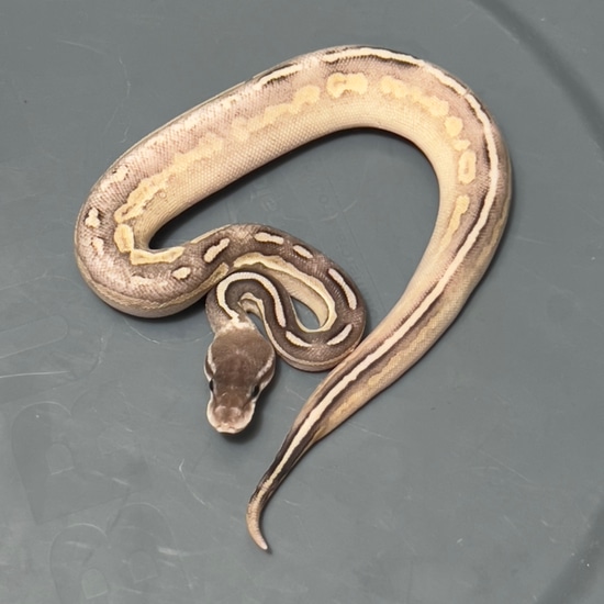 Zuwadi Pastel Cinnamon Mojave Ball Python by Pkmorphs