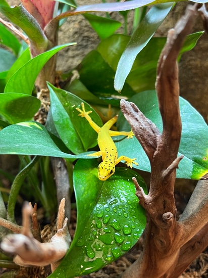 1.2 Polillo False Geckos- Pseudogekko Smaragdinus More Gecko by Parker ...