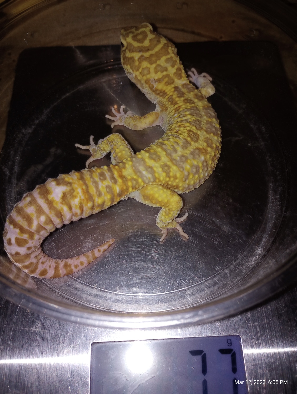 Goth Exotics's Collection - MorphMarket