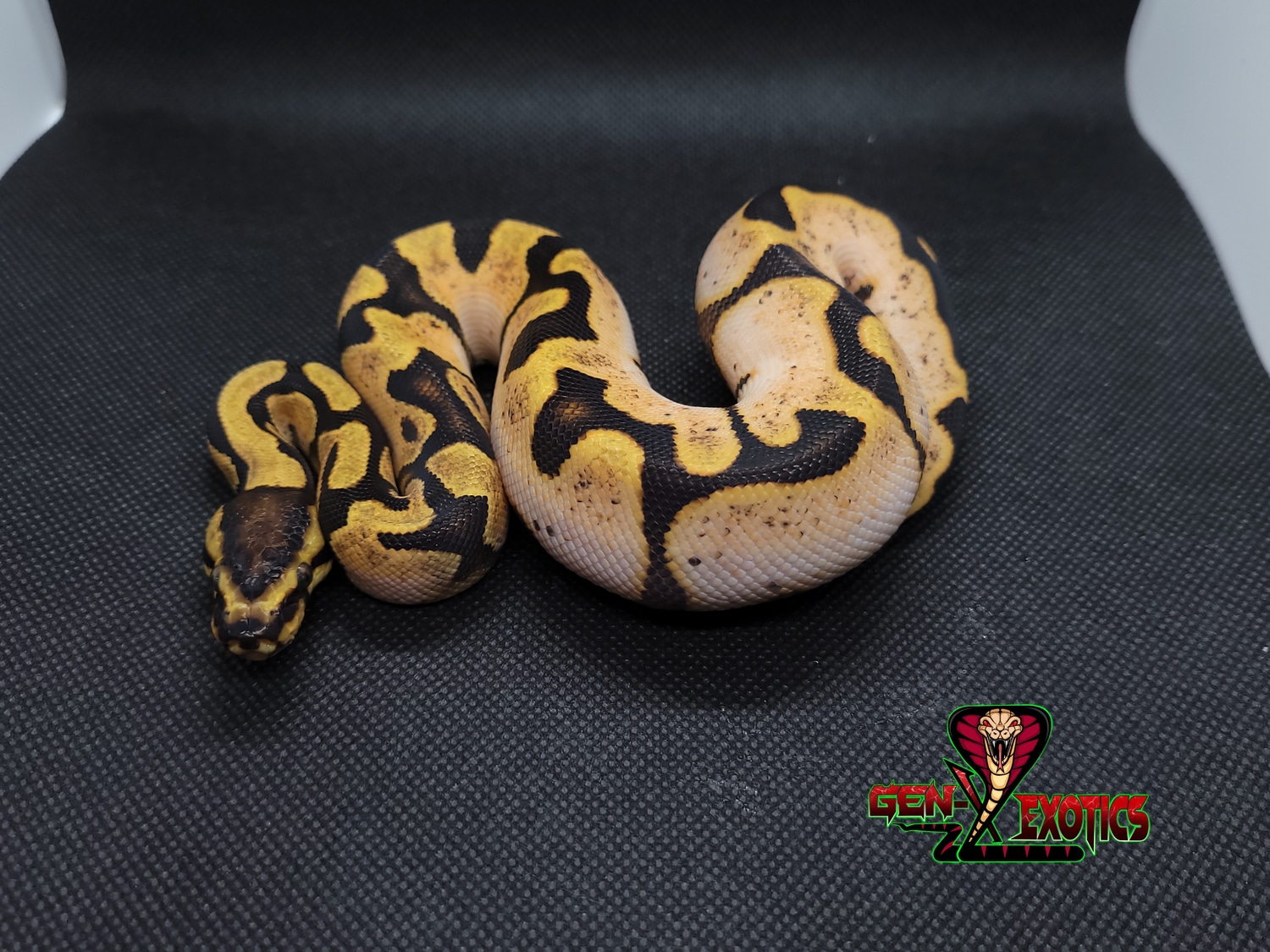 Enchi Fire Calico Yellow Belly Ball Python by Gen-X Exotics - MorphMarket
