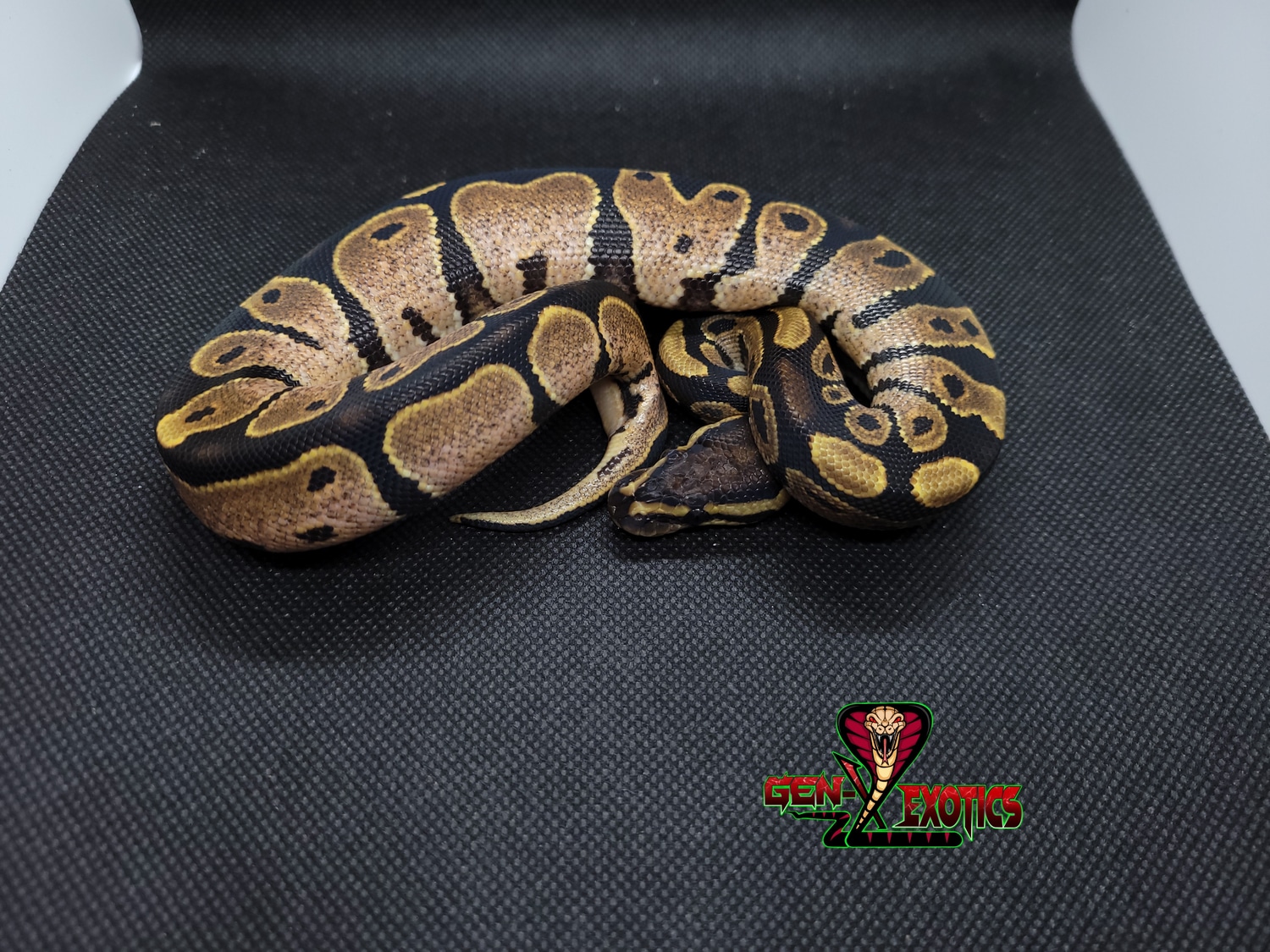 Calico Fire Ball Python by Gen-X Exotics - MorphMarket