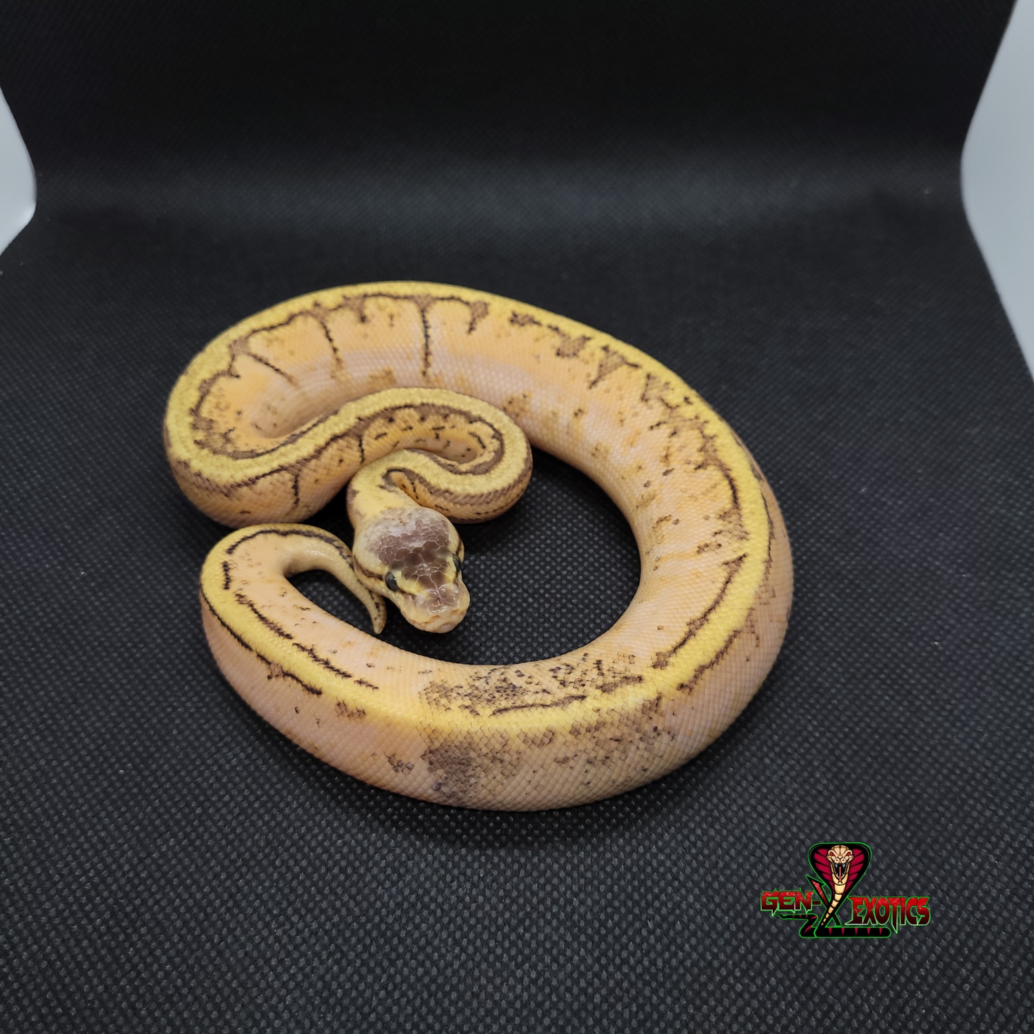 Firefly Calico Yellowbelly Pinstripe Ball Python by Gen-X Exotics ...