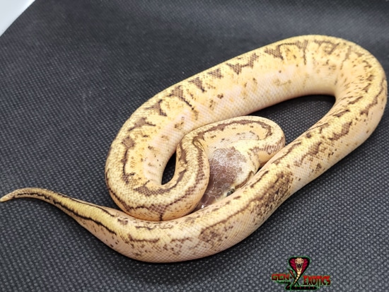 Firefly Calico Pinstripe Ball Python by Gen-X Exotics