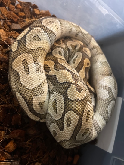 Mystic Crystal Ball Python by Parks Petz
