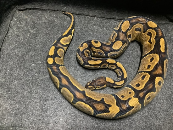 OD Enchi Yellowbelly Ball Python by Parks Petz
