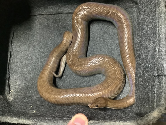 Male Columbian Rainbow Boa Ball Python by Parks Petz