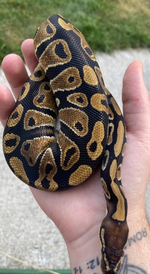Normal Ball Python 50% HET Clown by Parsons Family Reptiles