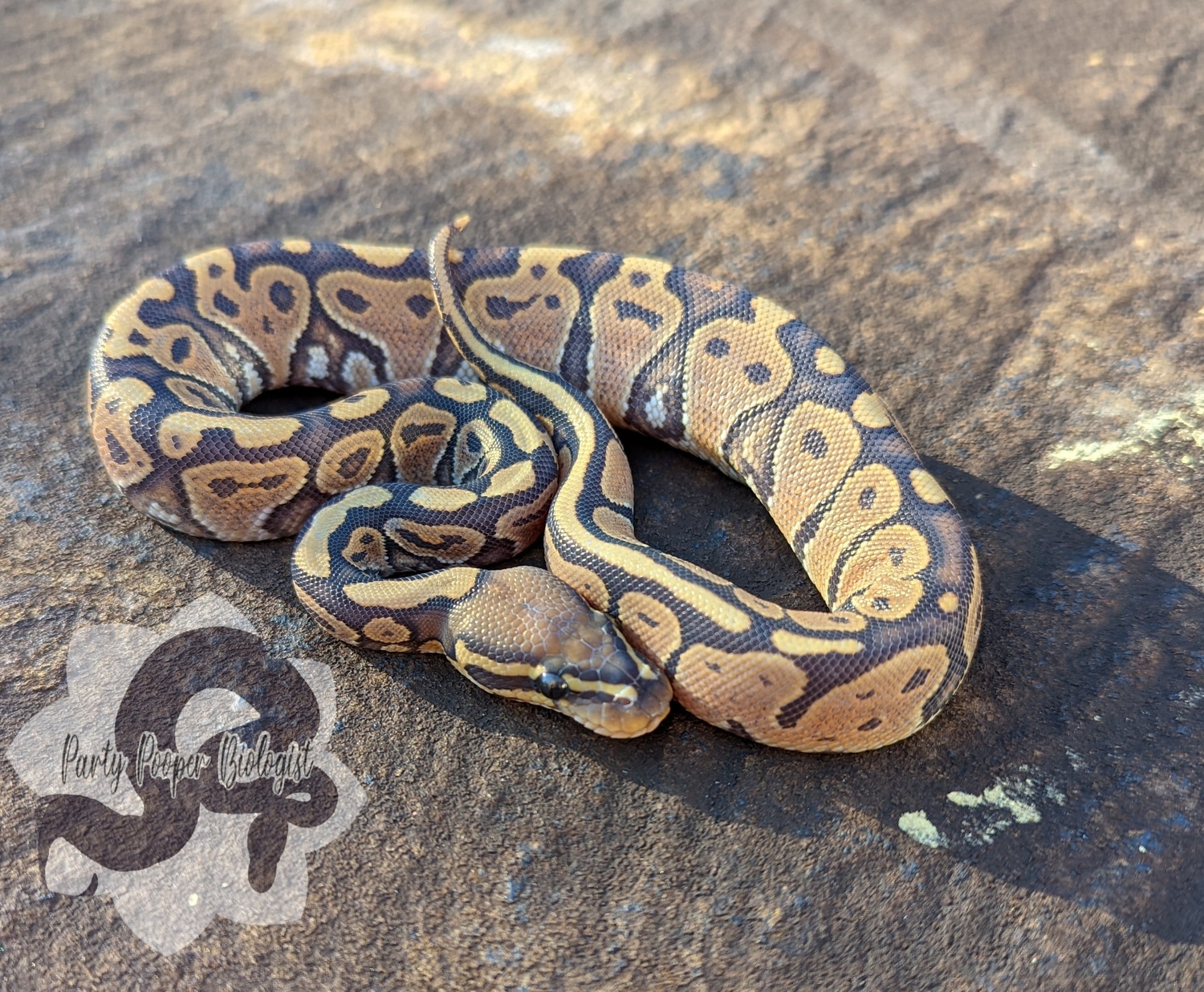 Hypo Pos Het Monsoon Ball Python by PPB Exotics - MorphMarket