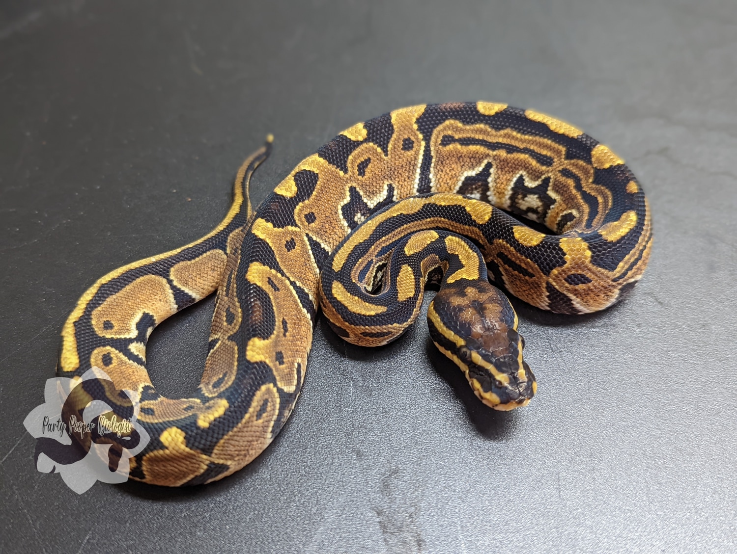 Jungle Woma Pos DH Hypo Monsoon Ball Python by PPB Exotics - MorphMarket