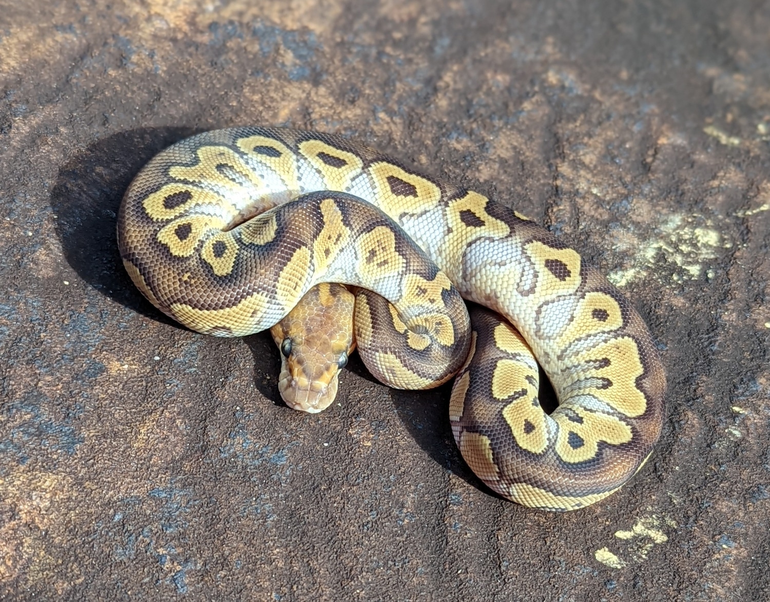 Mojave Clown Ball Python by PPB Exotics - MorphMarket