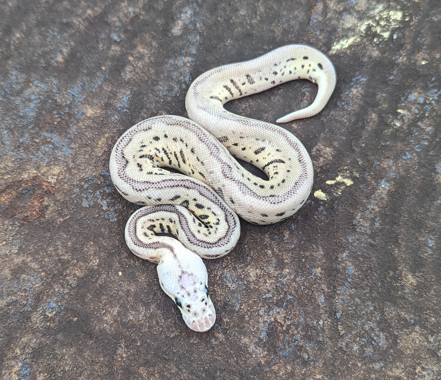 Pastel Batman Pos YB Fire Ball Python by PPB Exotics - MorphMarket