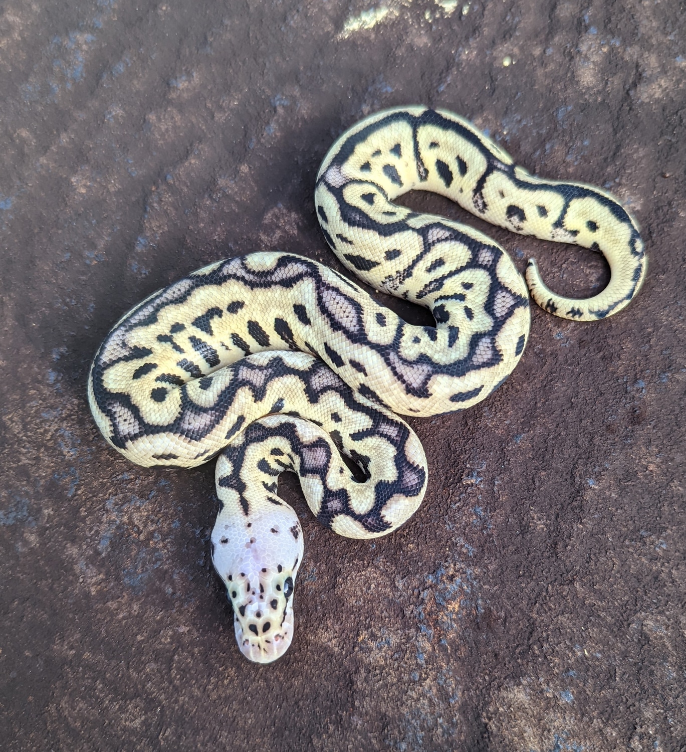Pastel Spotnose Clown Pos Blade Ball Python by PPB Exotics - MorphMarket