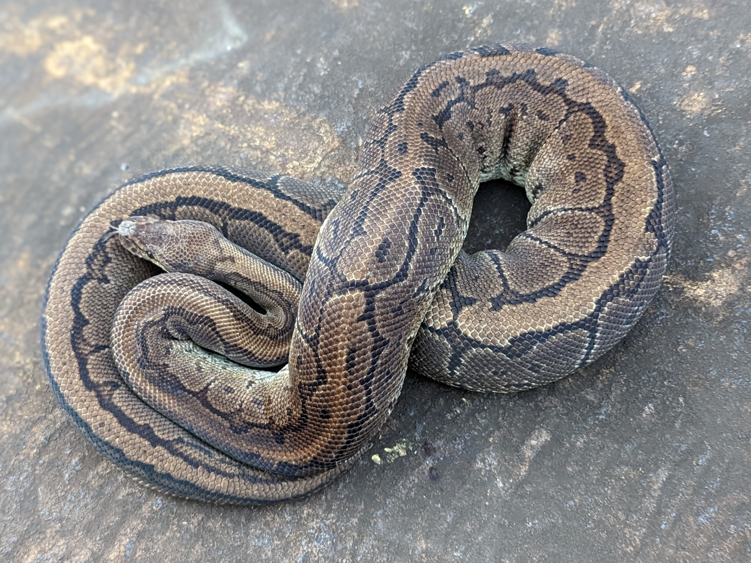 Chocolate Pinstripe Ball Python by PPB Exotics - MorphMarket