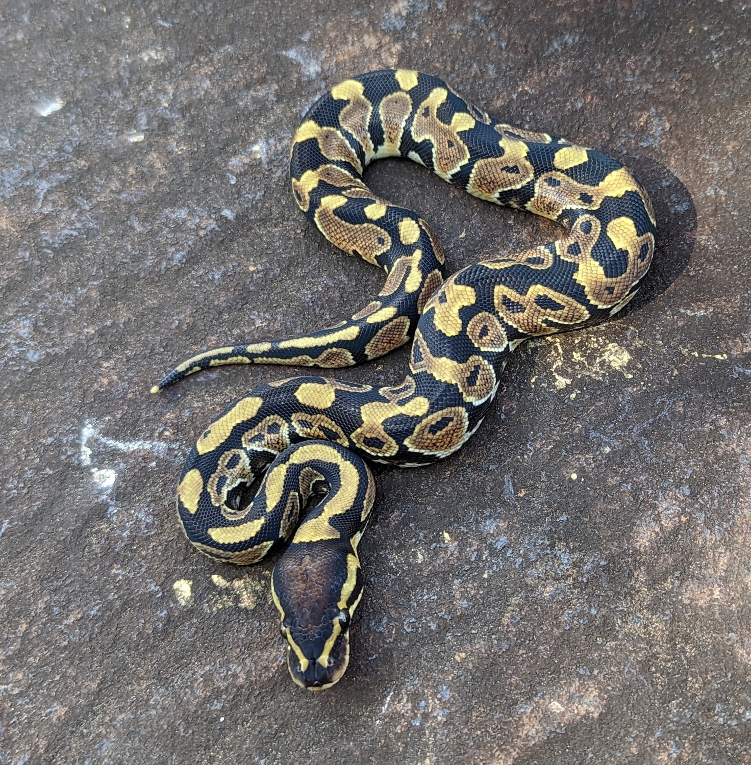 Keyhole Het Clown Ball Python by PPB Exotics - MorphMarket
