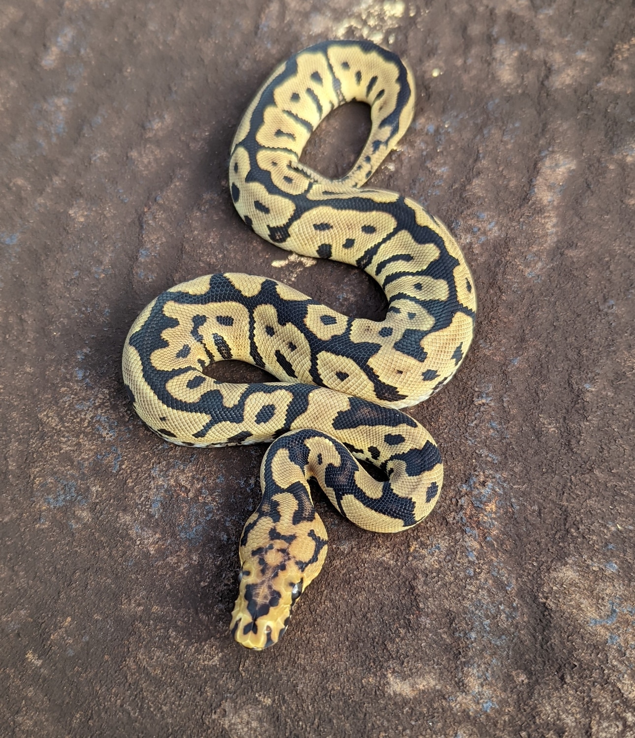 Spotnose Blade YB Clown Ball Python by PPB Exotics - MorphMarket US ...