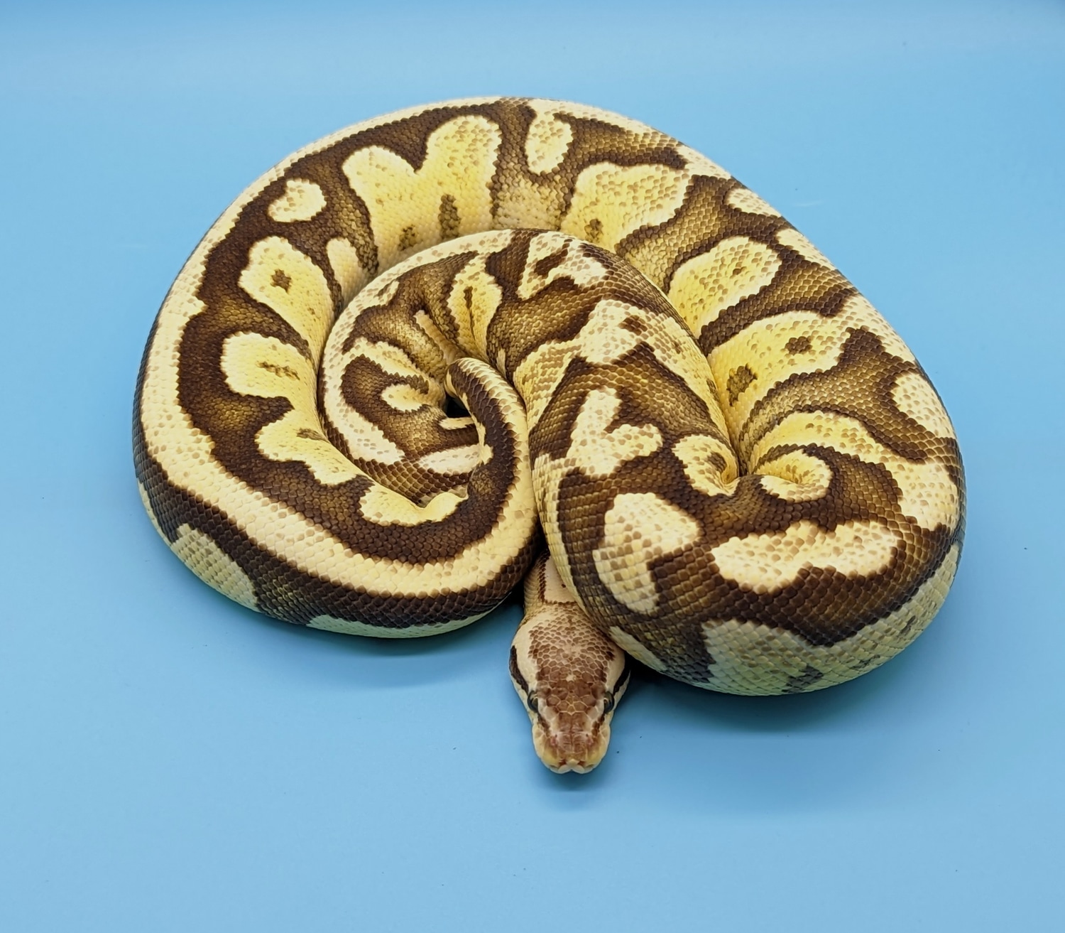 Firefly Mahogany Het Albino Ball Python by PPB Exotics - MorphMarket