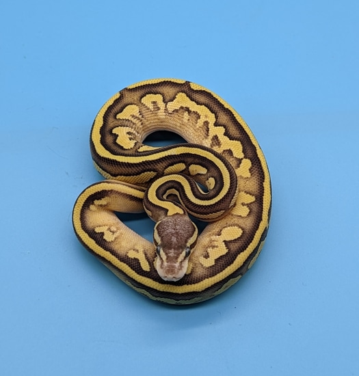 Firefly Mojave Jungle Woma YB Lace Pos Trick Ball Python by PPB Exotics