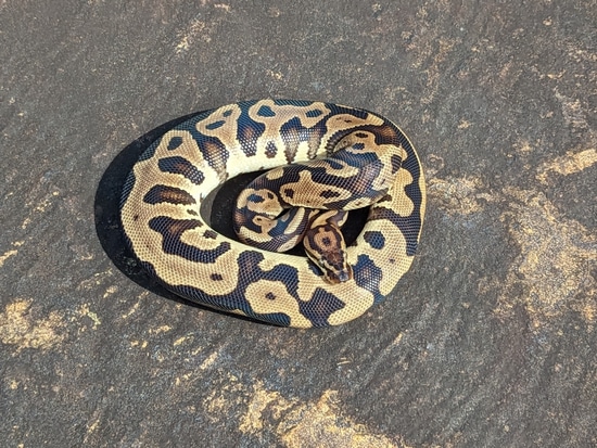 Leopard Gravel Ball Python by PPB Exotics