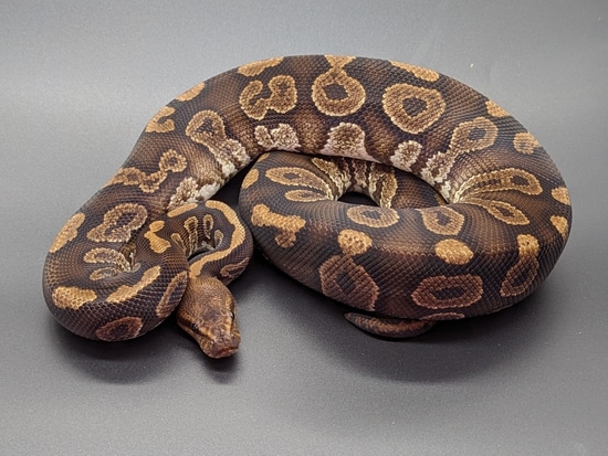 Chocolate Mahogany Ball Python by PPB Exotics
