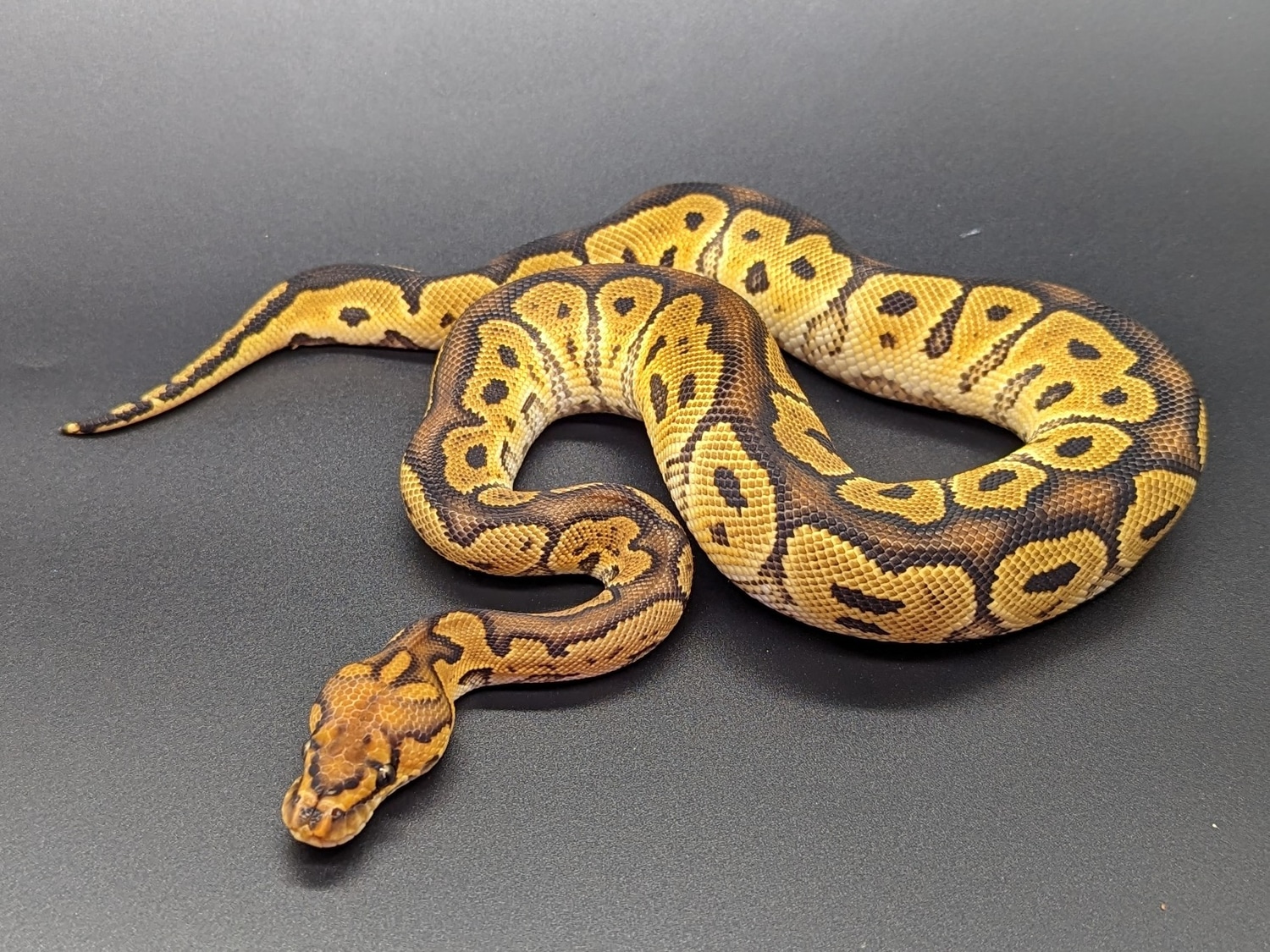 Pos Keyhole Clown Ball Python by PPB Exotics - MorphMarket