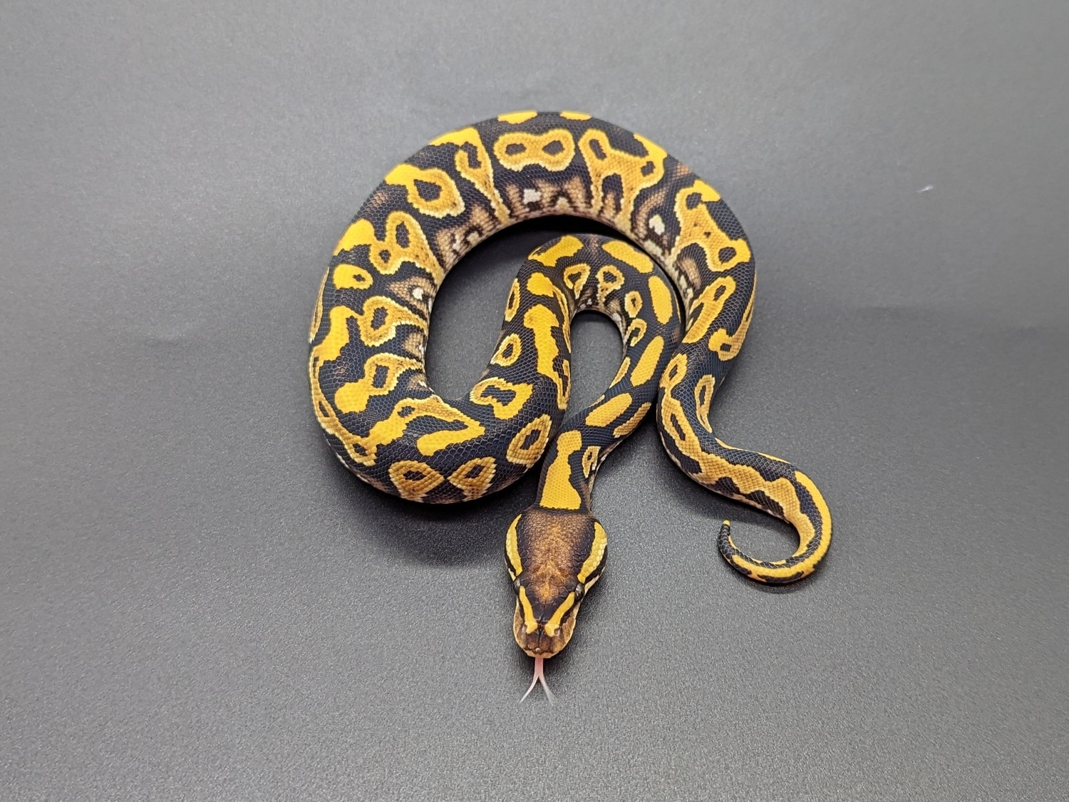 Phantom Jungle Woma Lace Yellow Belly Het Clown Ball Python by PPB ...