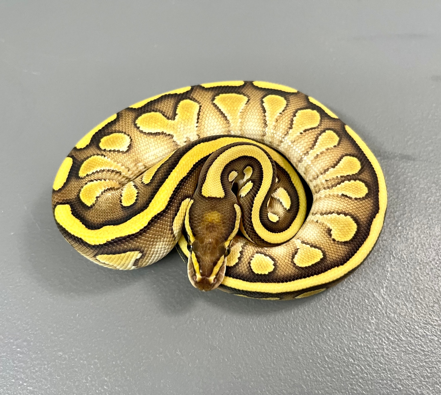 Lesser YB Het Clown Female Ball Python by Afribreeders - MorphMarket