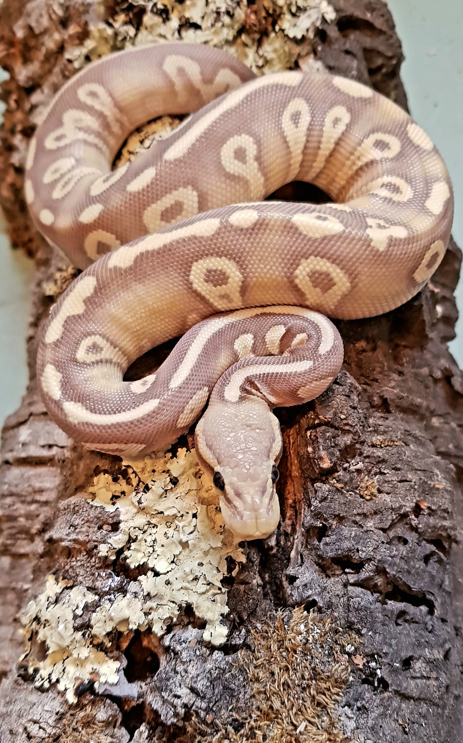 Banana Chocolate Mojave /Female Maker *Trotz Absage Übergabe Hamm* Ball ...