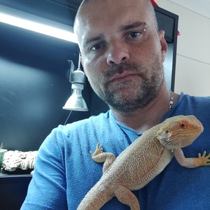 Dracaris Dragon - MorphMarket