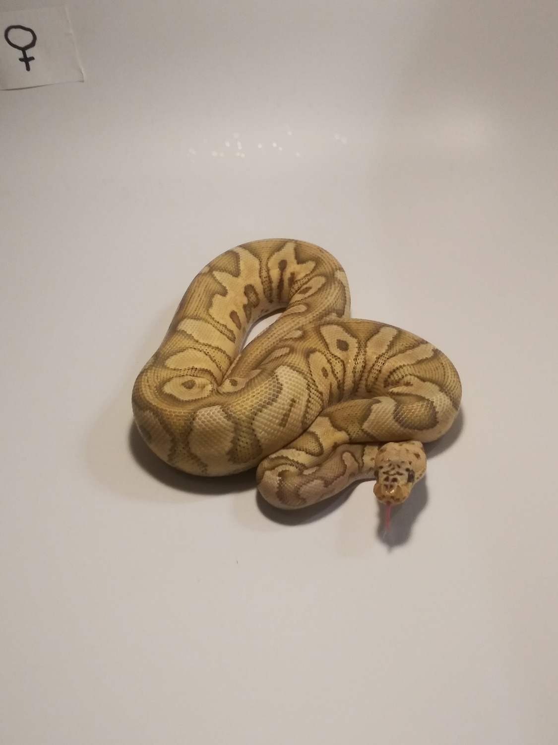 Caramel Clown Ball Python by Passion Pythons - MorphMarket