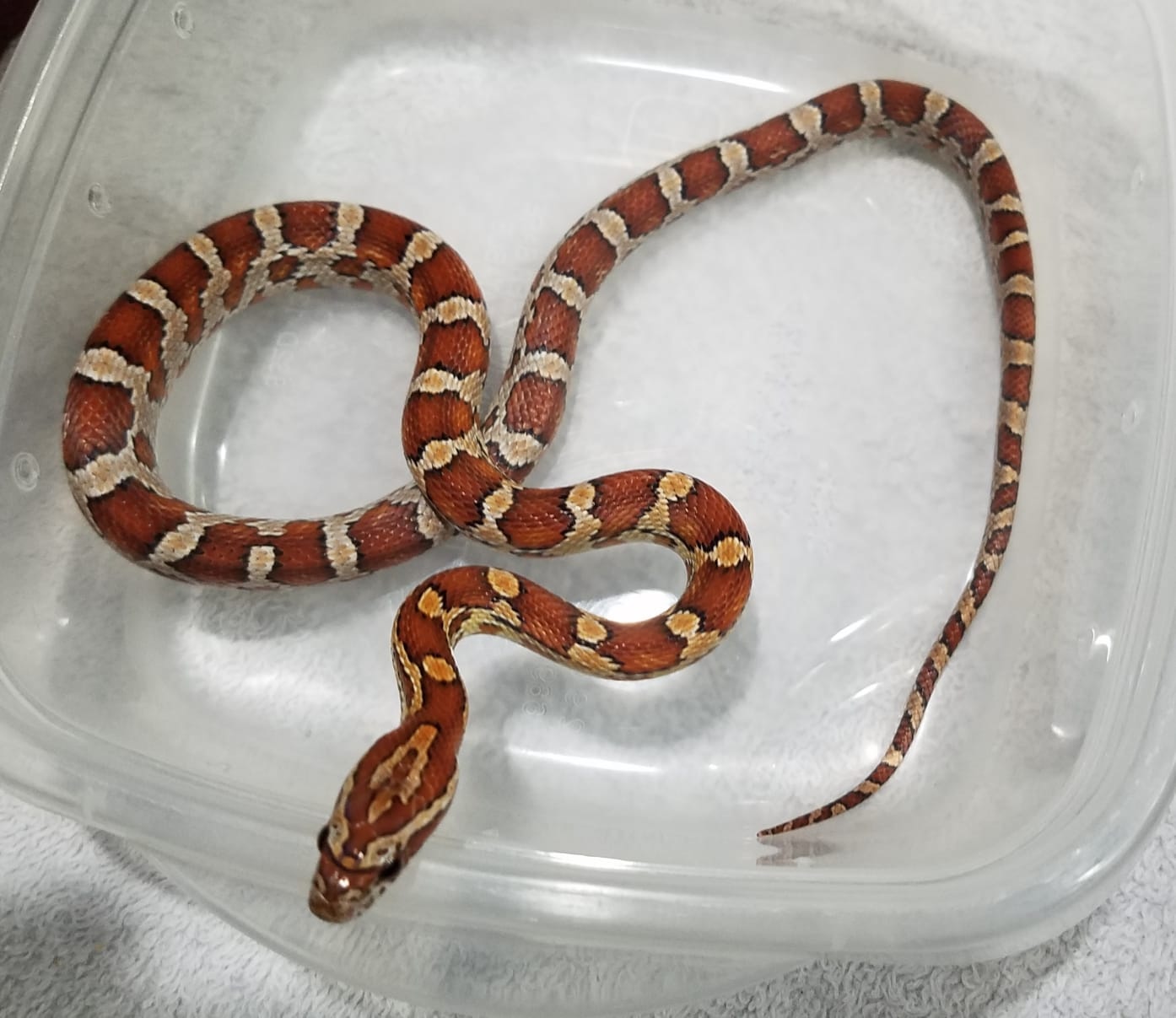 Het Amelanistic Het Anerythristic Het Lavender Corn Snake by Passion ...